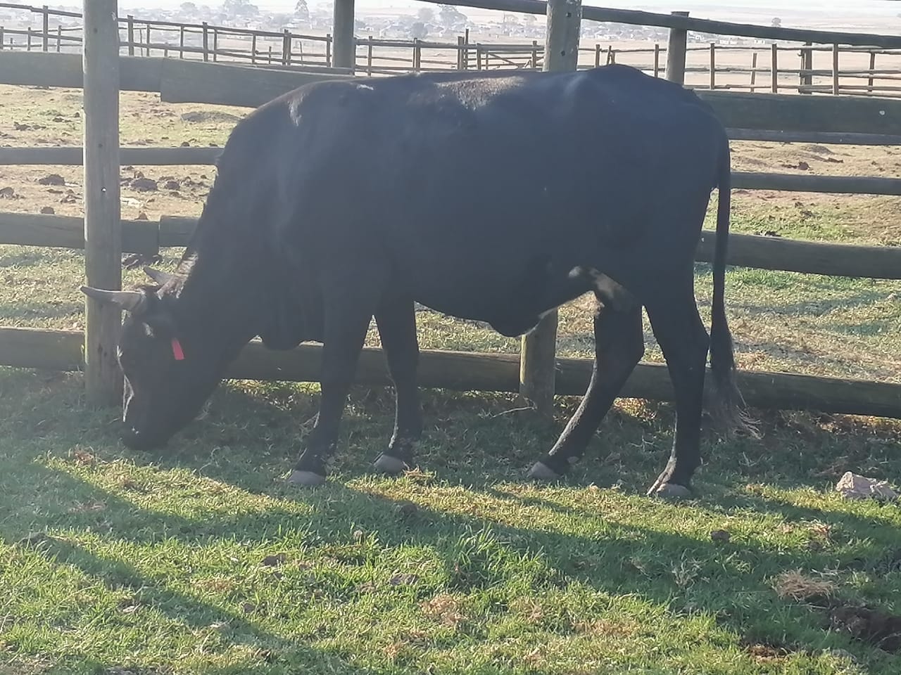 Our Stock – Imvelo Group