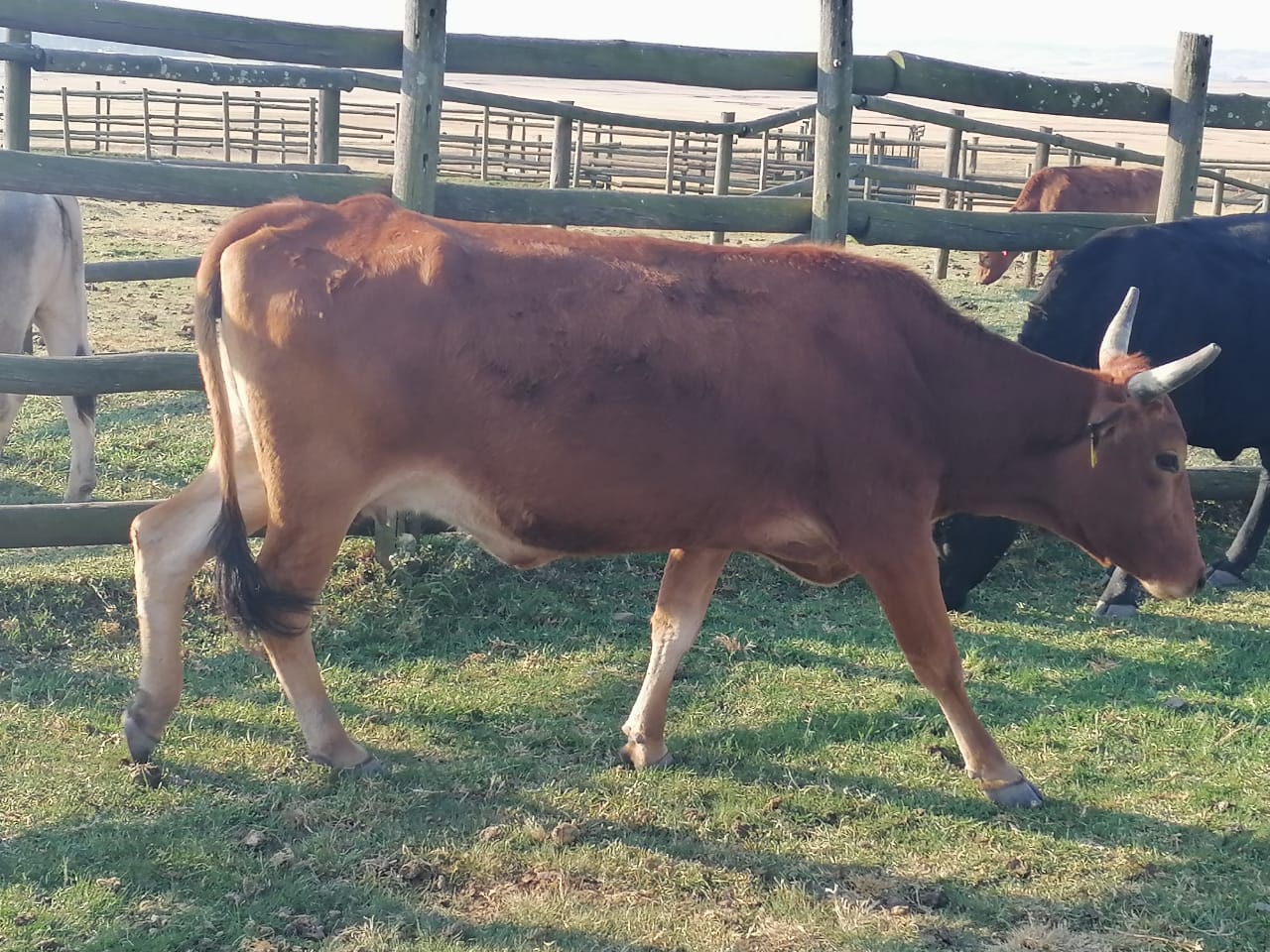 Our Stock – Imvelo Group