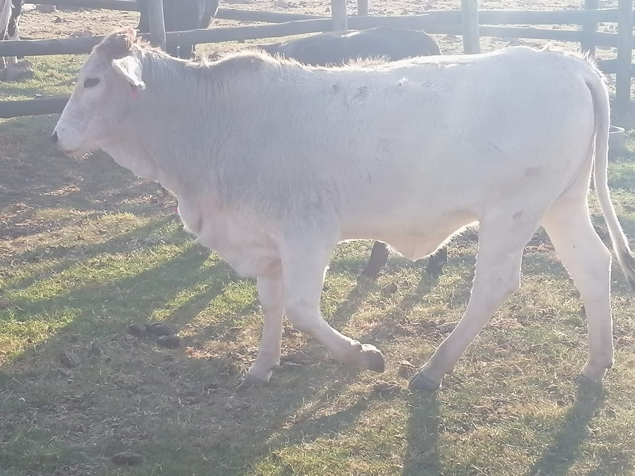 Our Stock – Imvelo Group