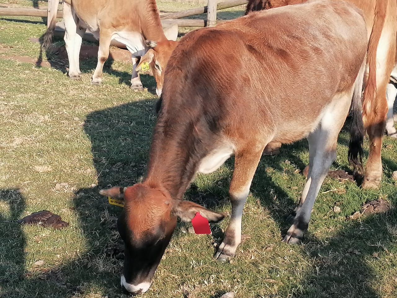 Our Stock – Imvelo Group